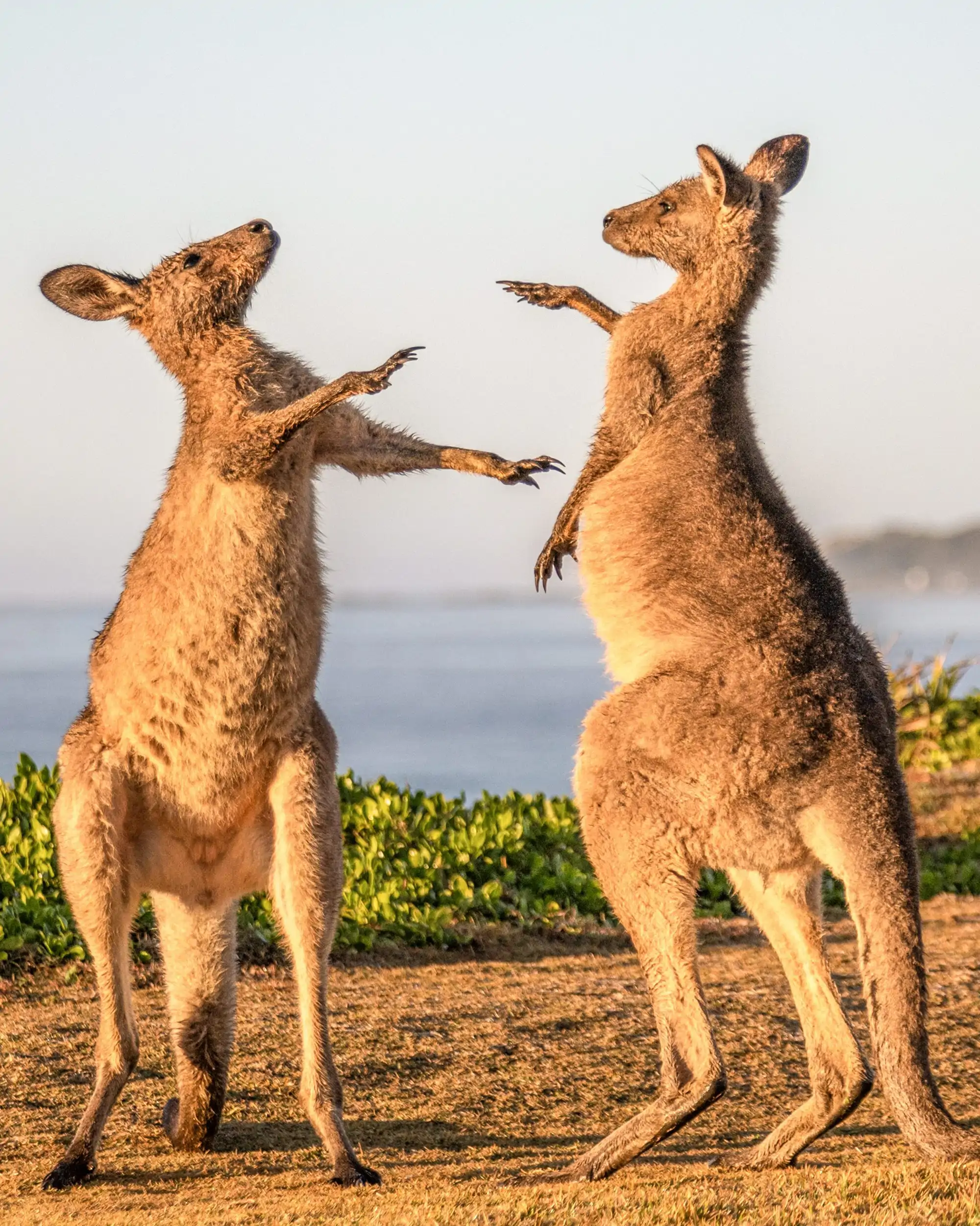Las 7 fotos de la semana en National Geographic: del masaje de orcas al ...