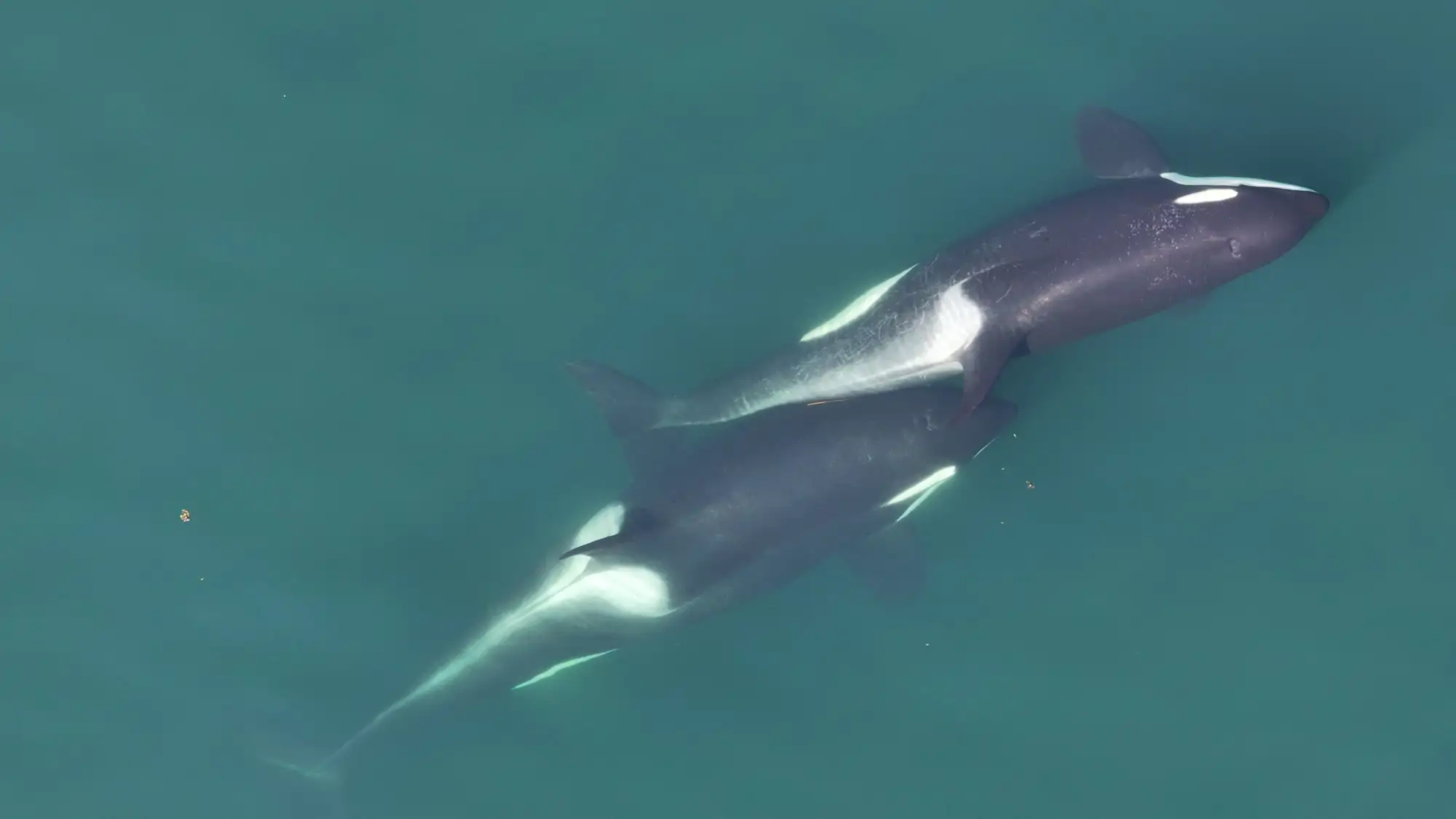 Las 7 fotos de la semana en National Geographic: del masaje de orcas al ...