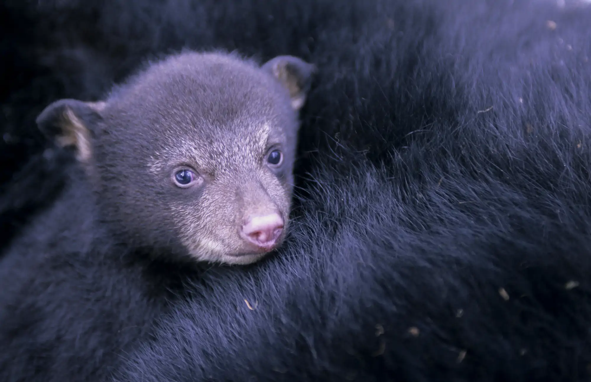 12 fotos que muestran las miradas más tiernas del reino animal: desde ...