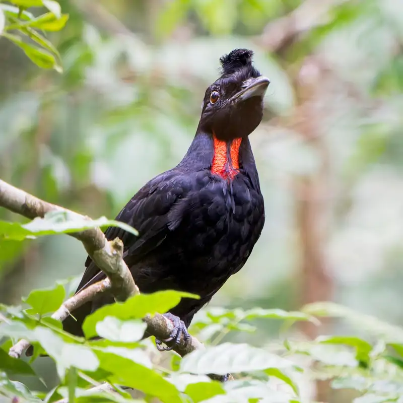 Águila calva, el regreso del ave más emblemática de Estados Unidos