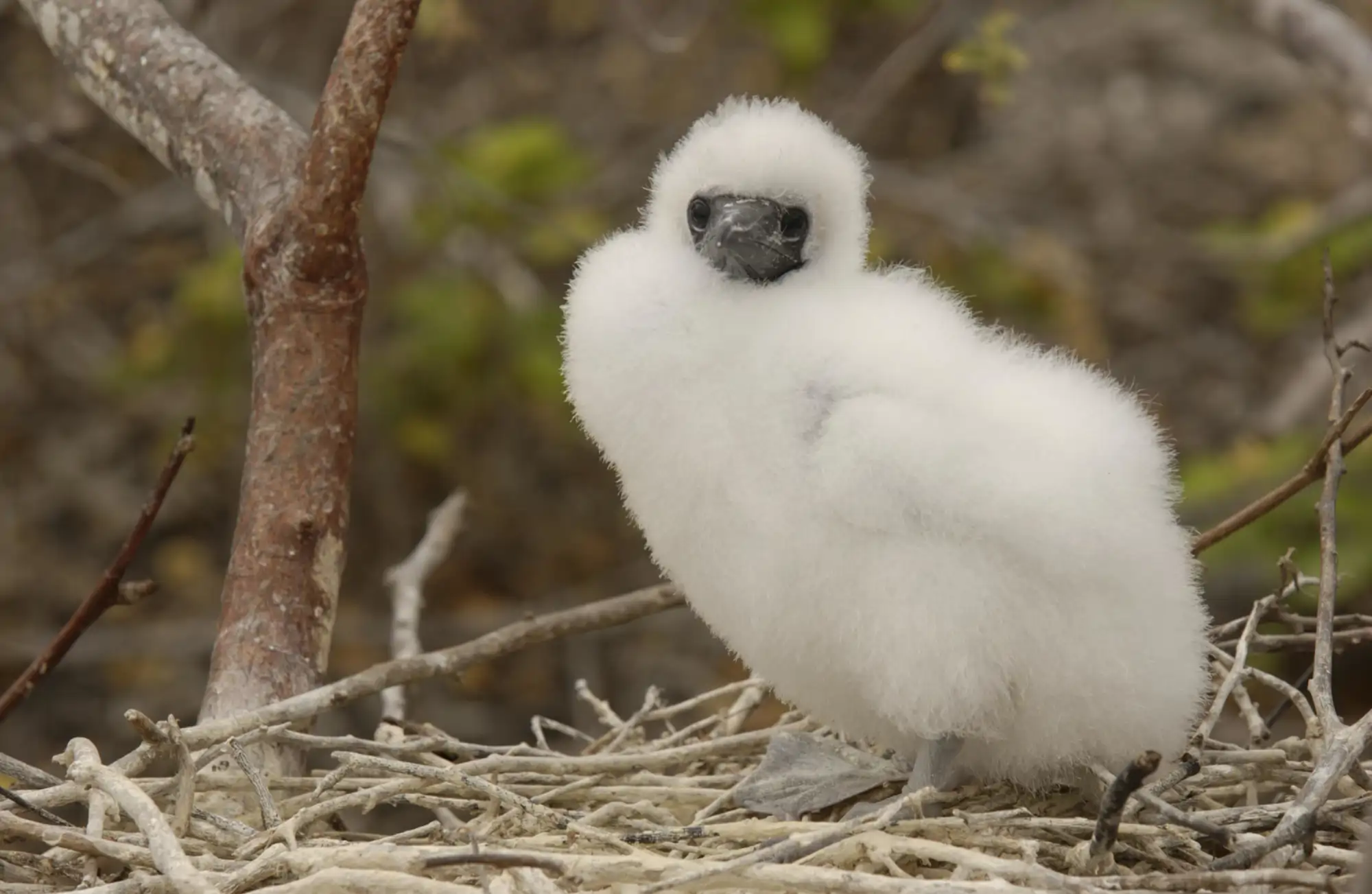 12 fotos que muestran las miradas más tiernas del reino animal: desde los ojos negros de una ...