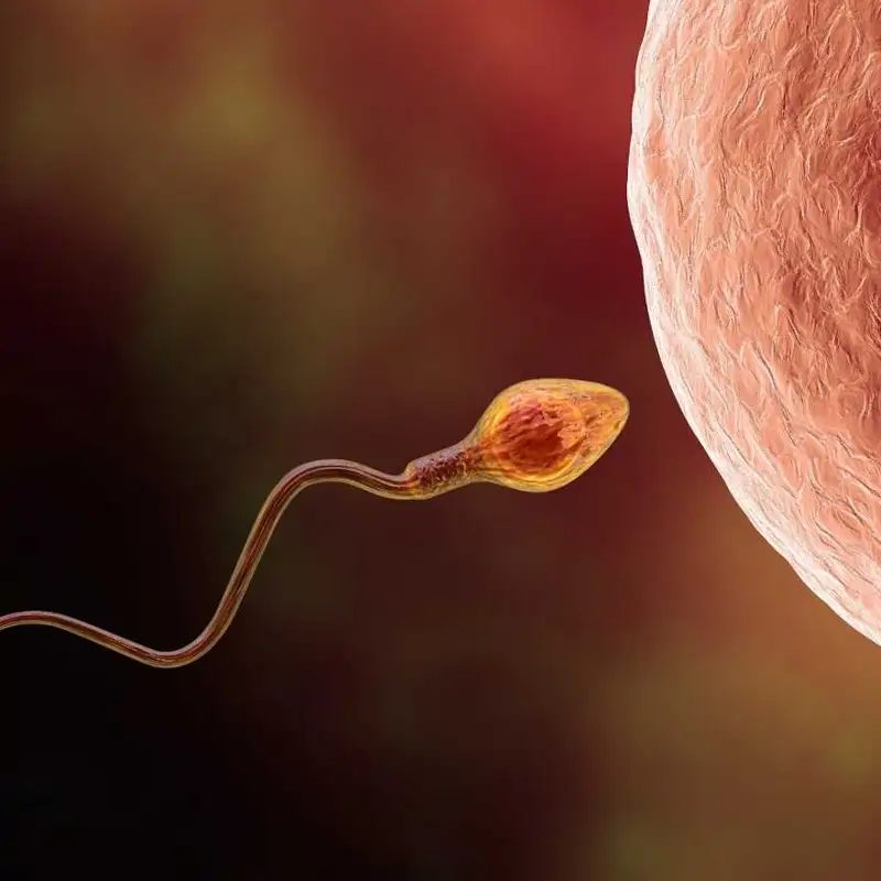 Así es un embrión humano a los 7 días tras la fecundación: un baile de ...