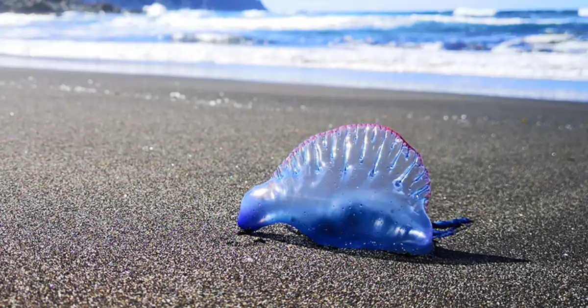 Sex metti kalher i have seen her numerous times and each