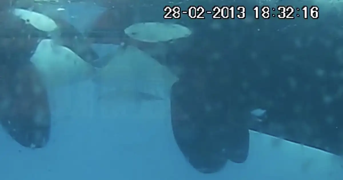 Link bokep gattouzo the pair made a much more varied