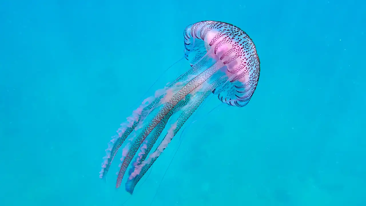 Diablo negro, pez payaso y otras especies que aparecen en Nemo