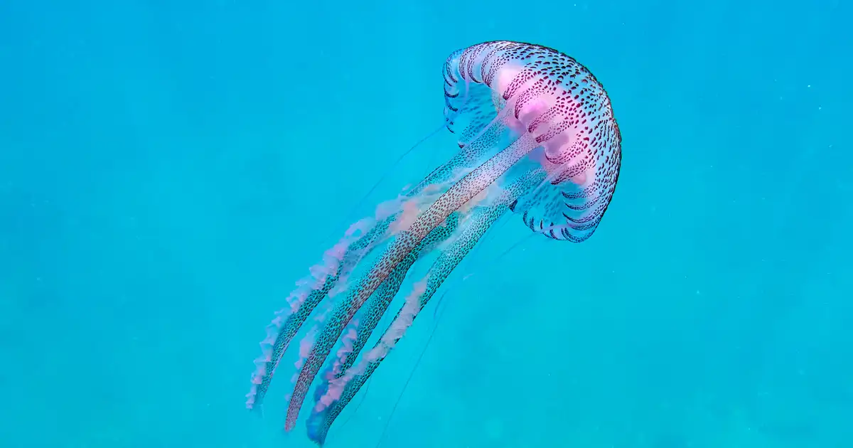 ¿Cómo actuar si te pica una medusa? Esto es lo que tienes que hacer (y ...