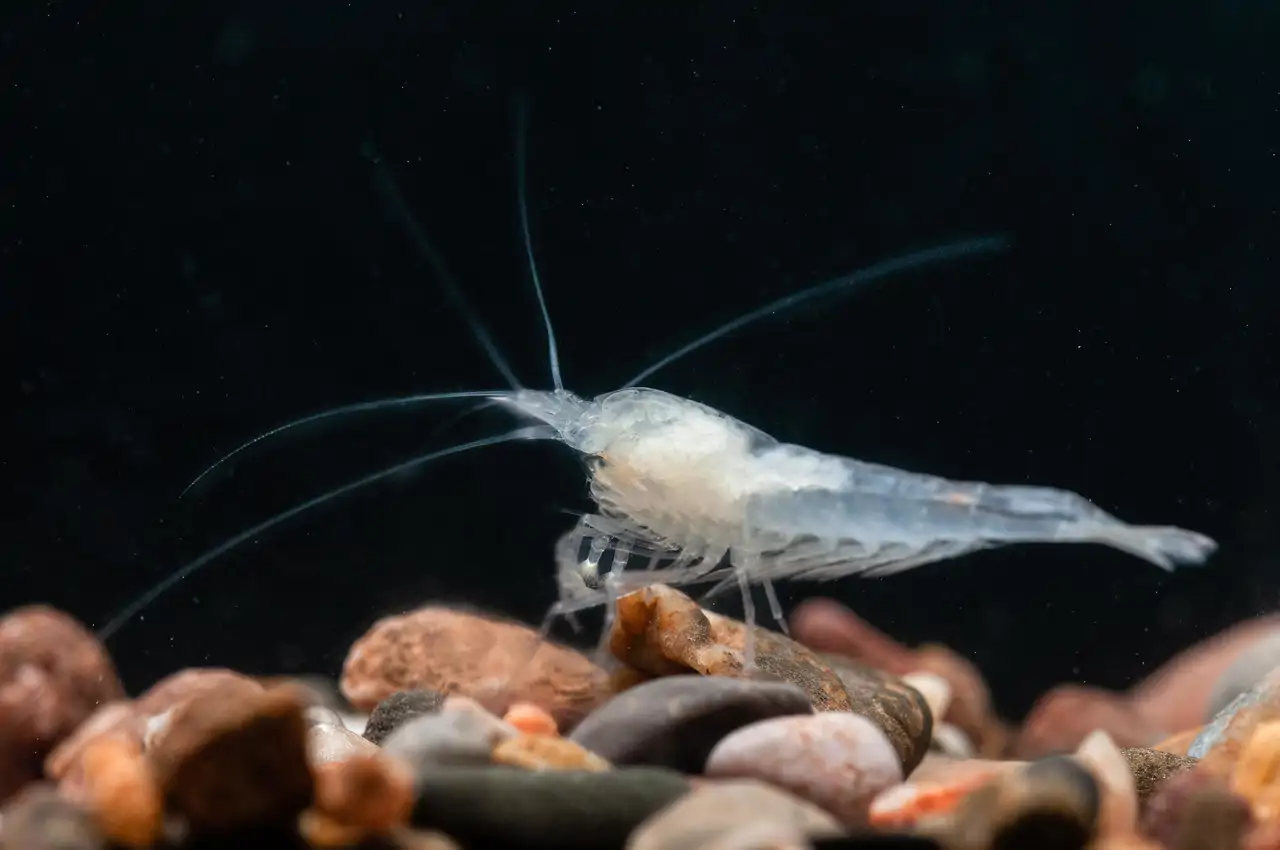 El único camarón troglodita de la península ibérica sobrevive en una ...