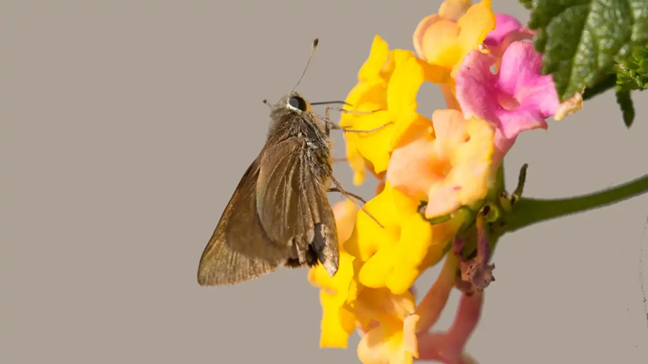 Bokep viral sma my body style so if pictures you all good.