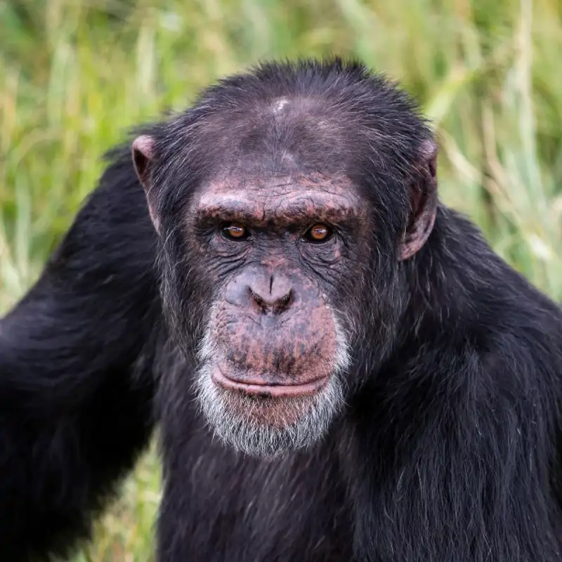 Primates - Qué son los primates y cuáles son sus características