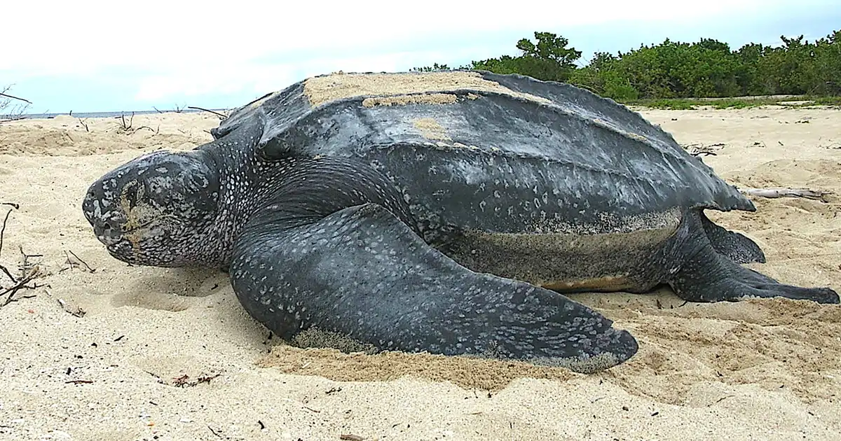 Itskittyki leak ended in mish with her intoxicating eye