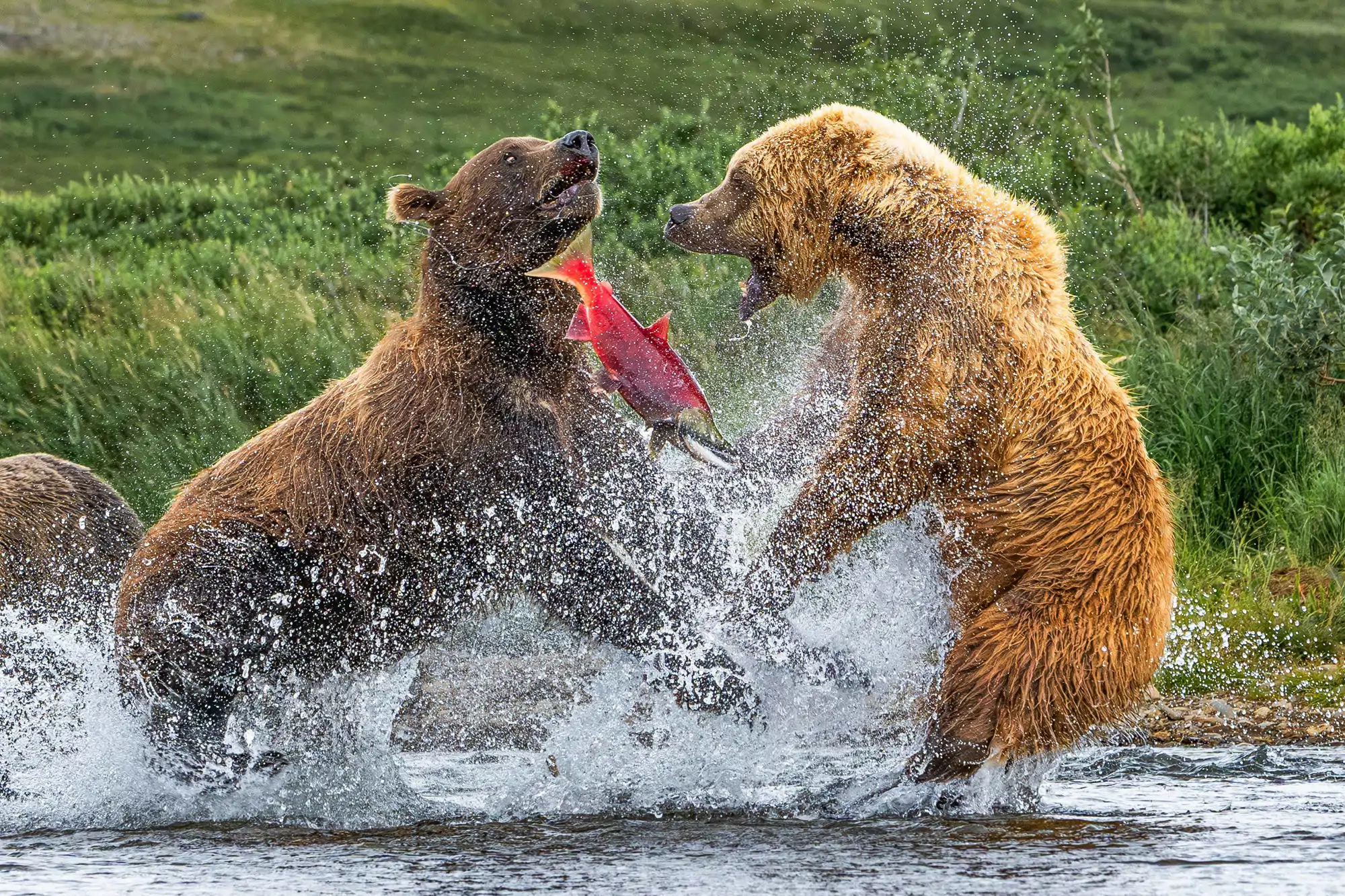 8 fotos de osos luchando por su comida: hambre, peleas por el almuerzo ...
