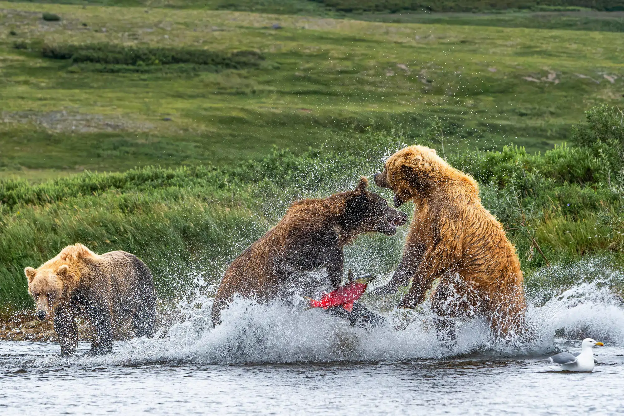 8 fotos de osos luchando por su comida: hambre, peleas por el almuerzo ...