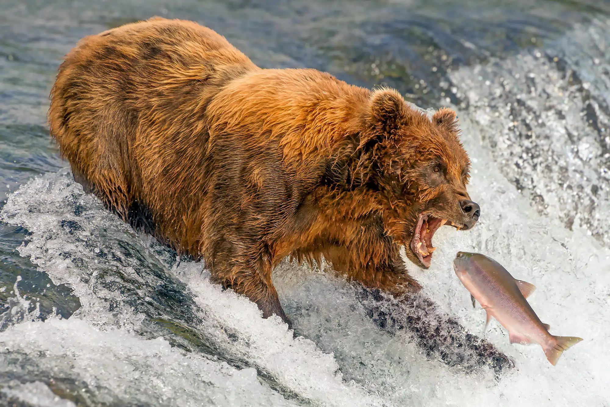8 fotos de osos luchando por su comida: hambre, peleas por el almuerzo ...