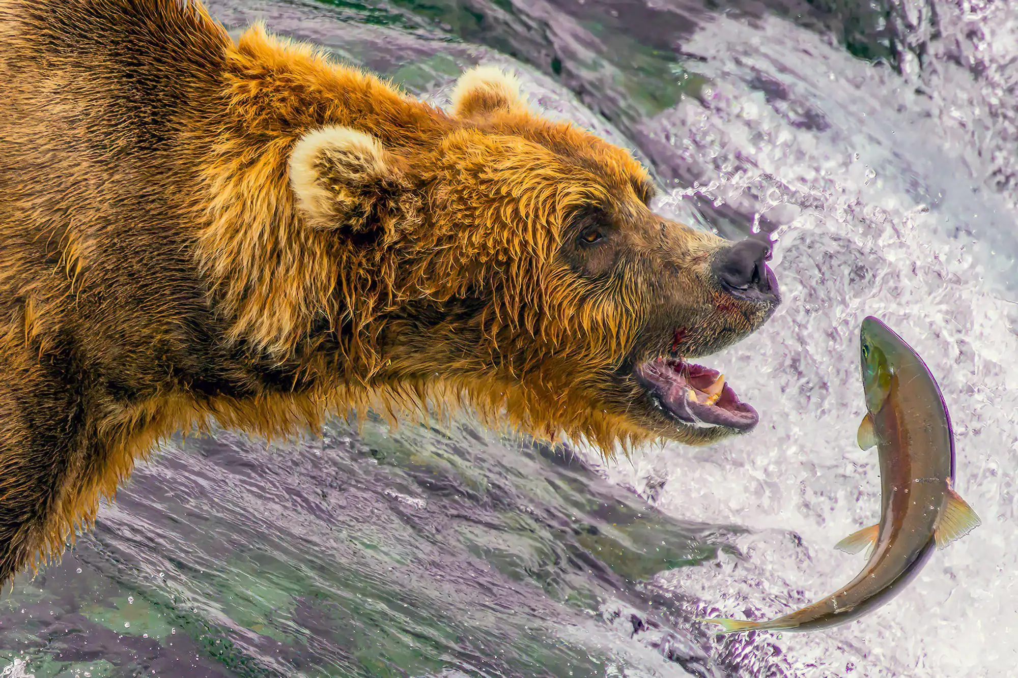 8 fotos de osos luchando por su comida: hambre, peleas por el almuerzo ...