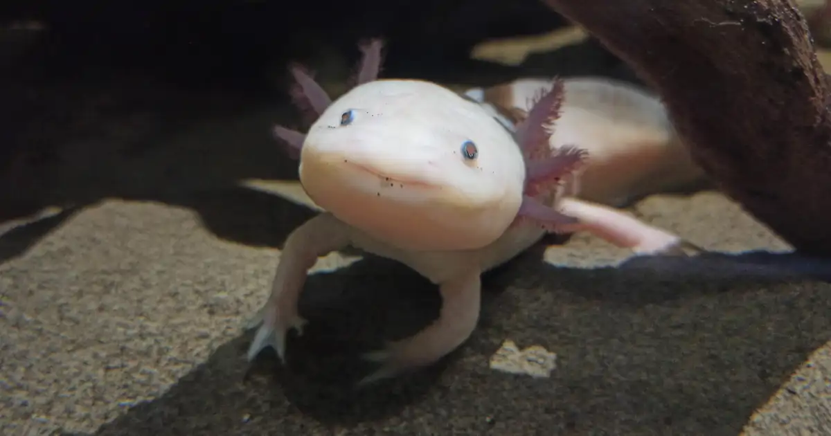 Los 10 animales más raros del mundo