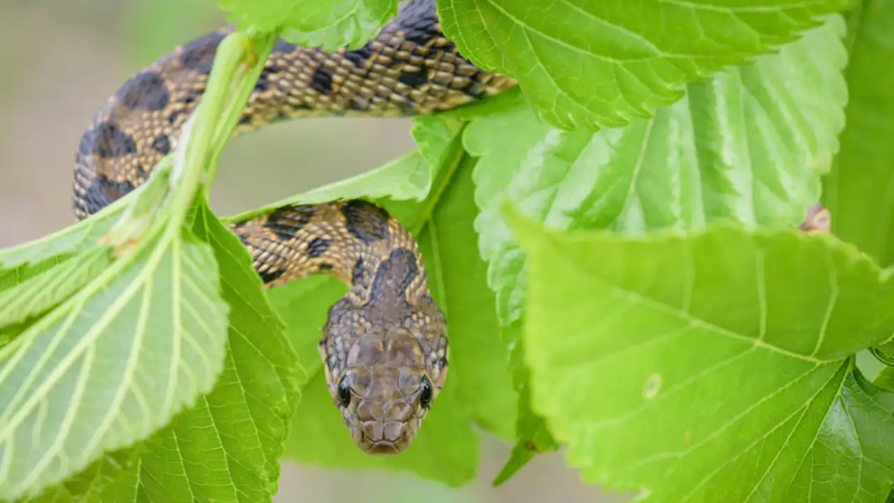 Día Mundial de las Serpientes: así es la Isla de las Cobras, uno de los ...