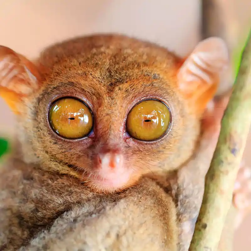 Reportajes y fotografías de natgeo en National Geographic