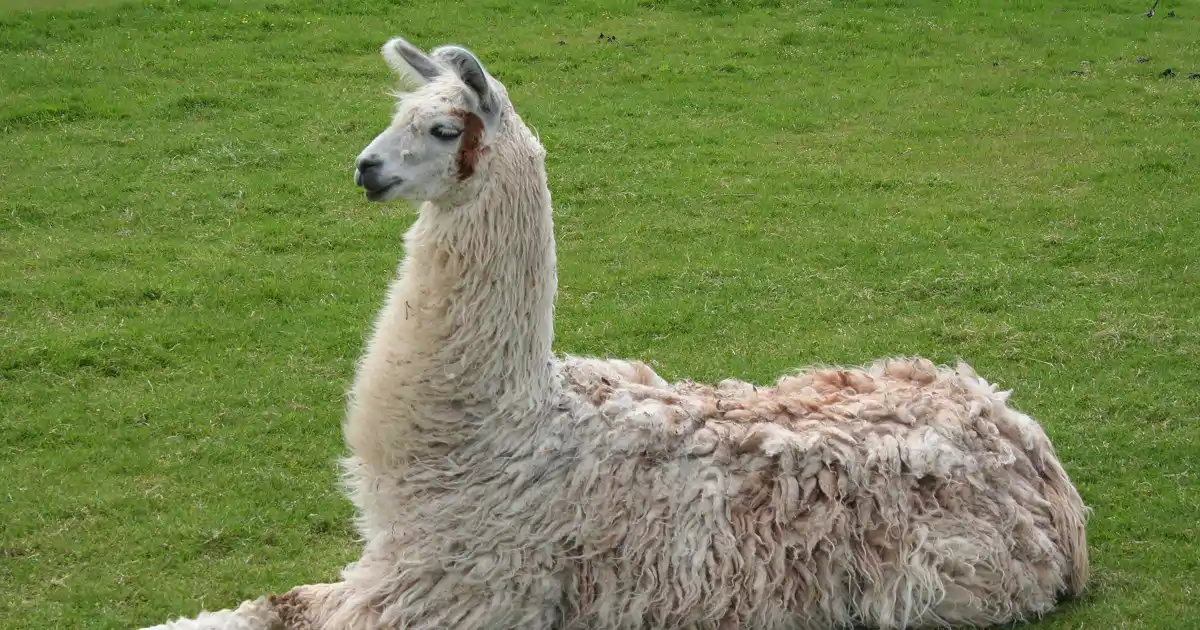 Llama, un animal que cargó con un imperio