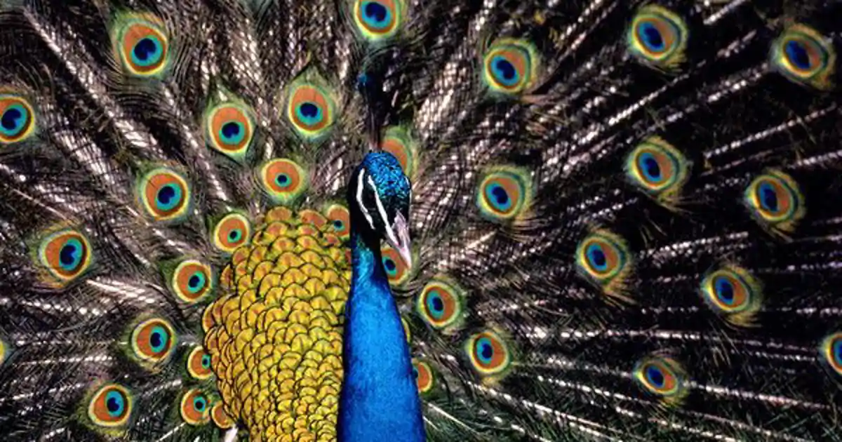 Pavo real