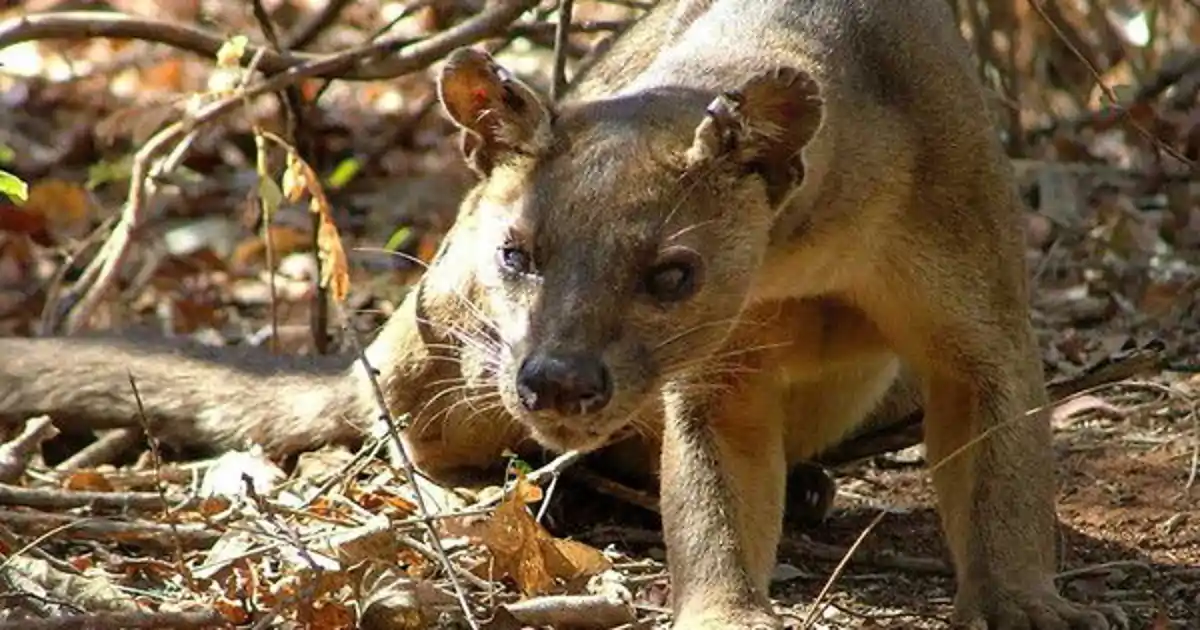 Fossa