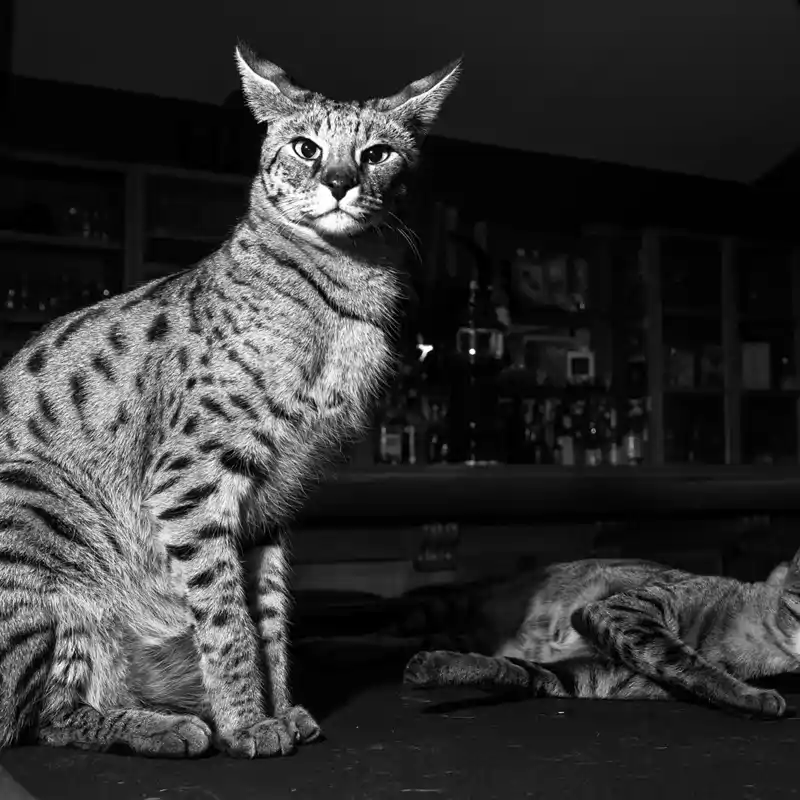Reportajes y fotografías de Gato en National Geographic