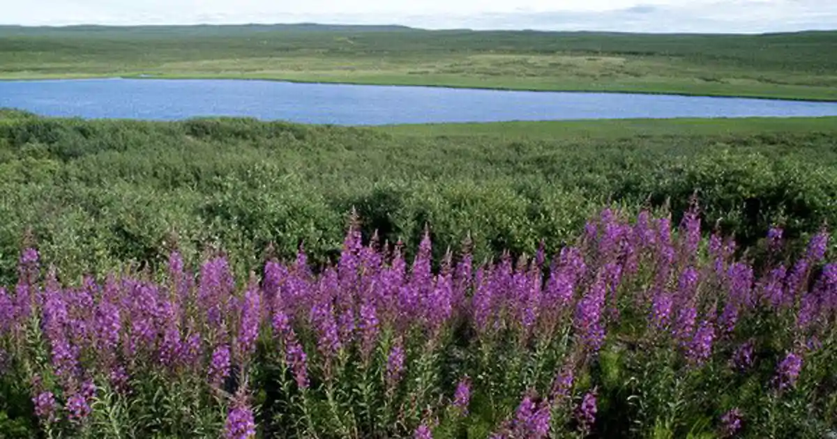 Amenazas para la tundra