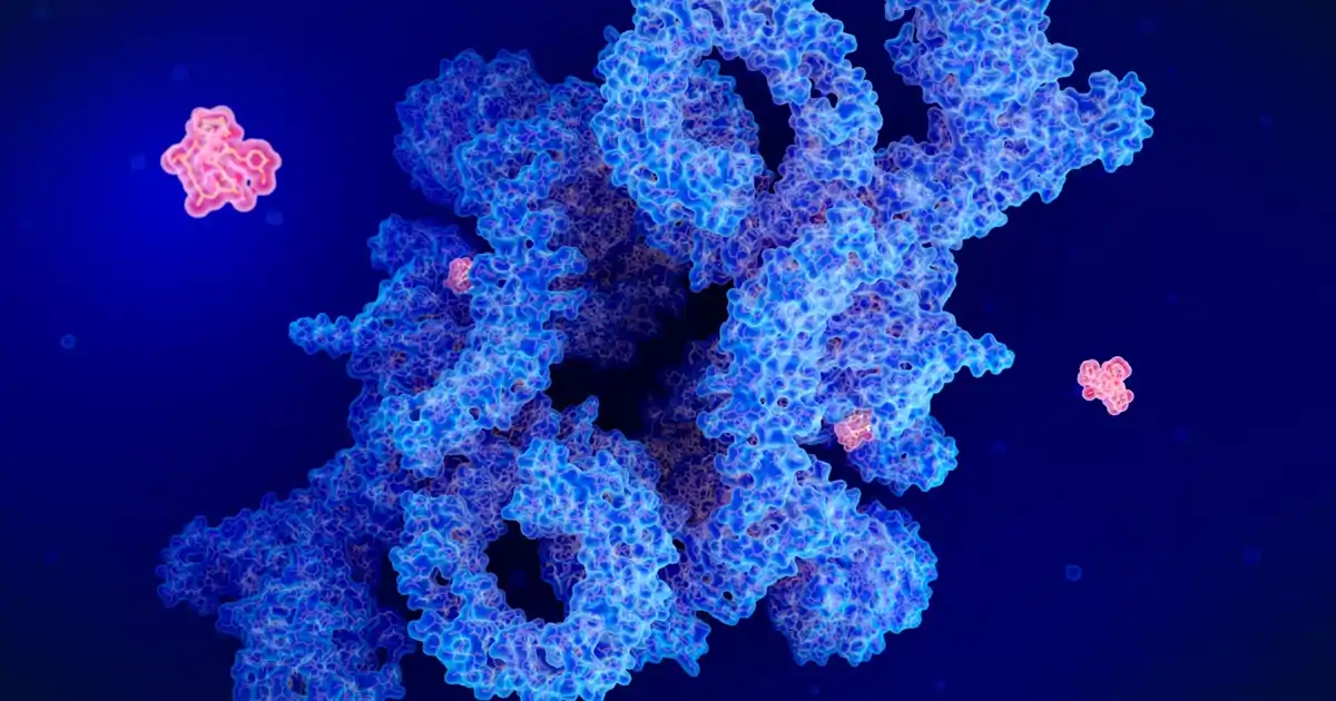 ¿Es la rapamicina realmente el fármaco "antienvejecimiento" definitivo?