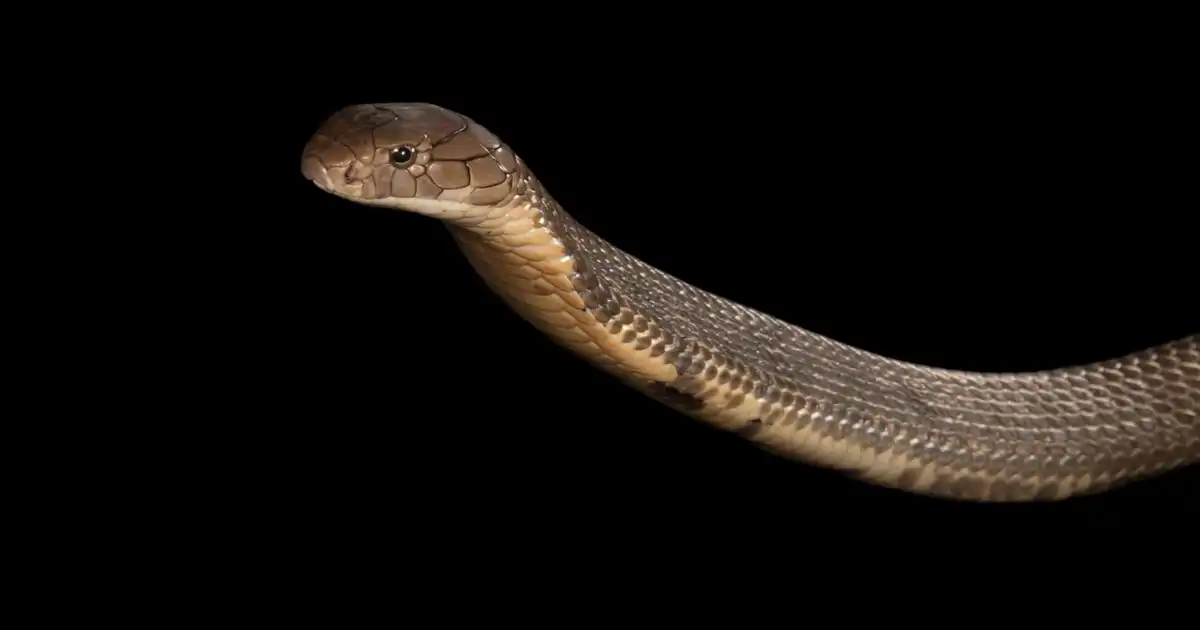La cobra real, la serpiente más famosa del mundo