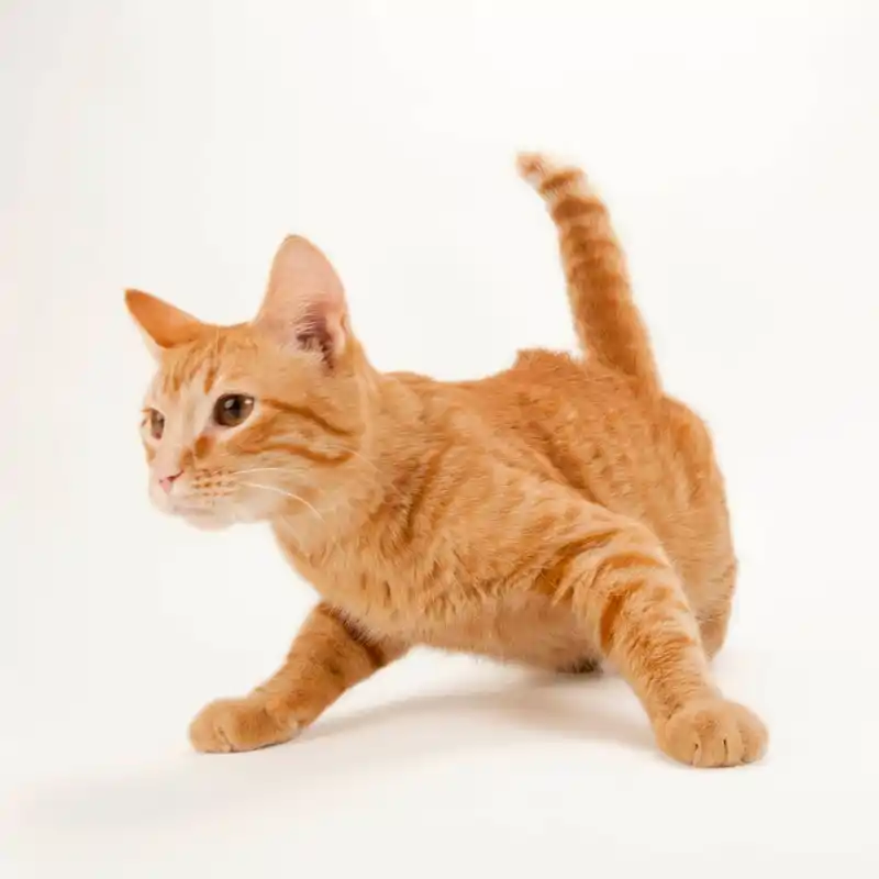 Reportajes y fotografías de Gato en National Geographic