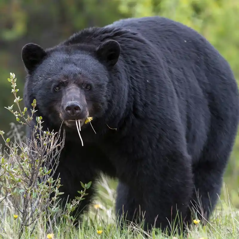 Osos - Qué tipos de osos hay, cuál es el más grande y peligroso y dónde ...