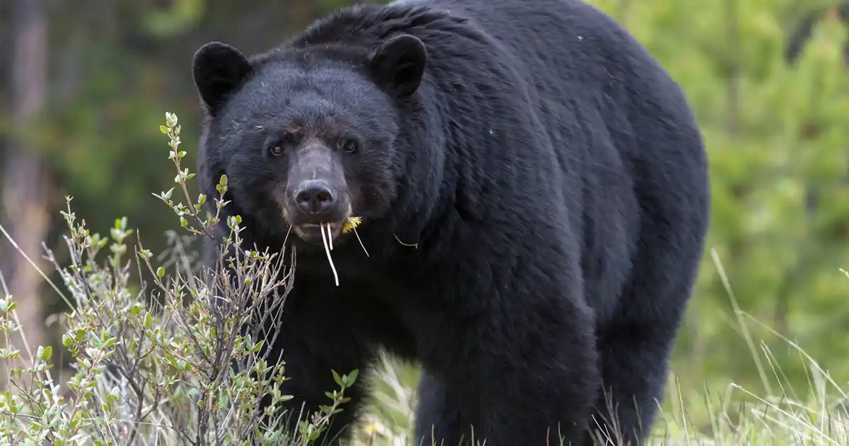 La historia de 'Oso Vicioso' es real, y no es ninguna broma
