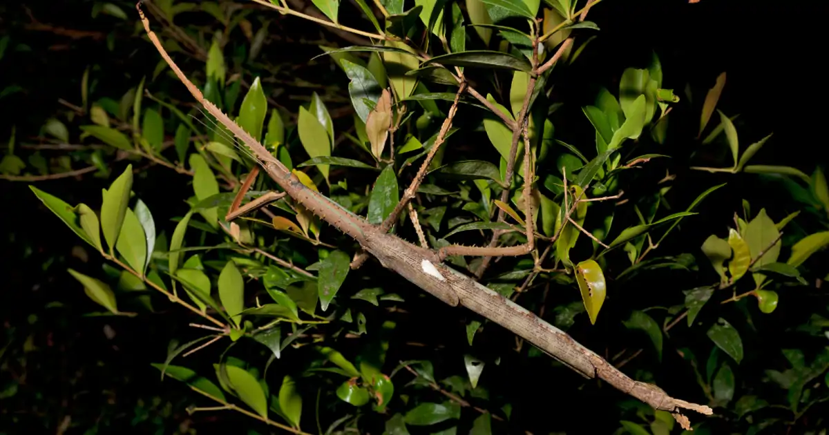 Descubren el que podría ser el insecto palo más pesado jamás encontrado en Australia: mide 40 cm ...