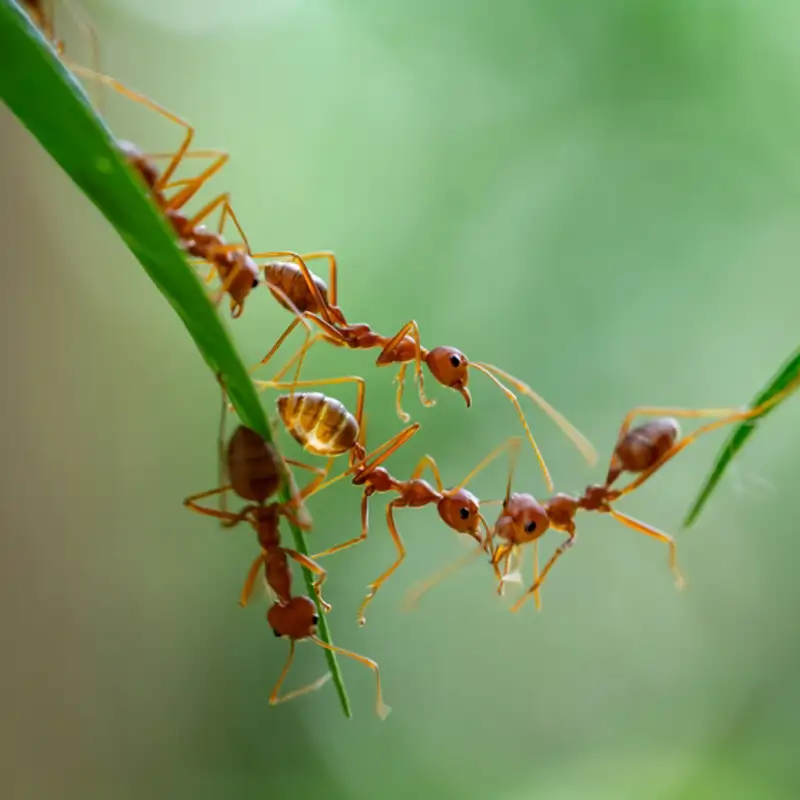 Un hongo mortal convierte a las hormigas en zombis: cuando el resto de ...
