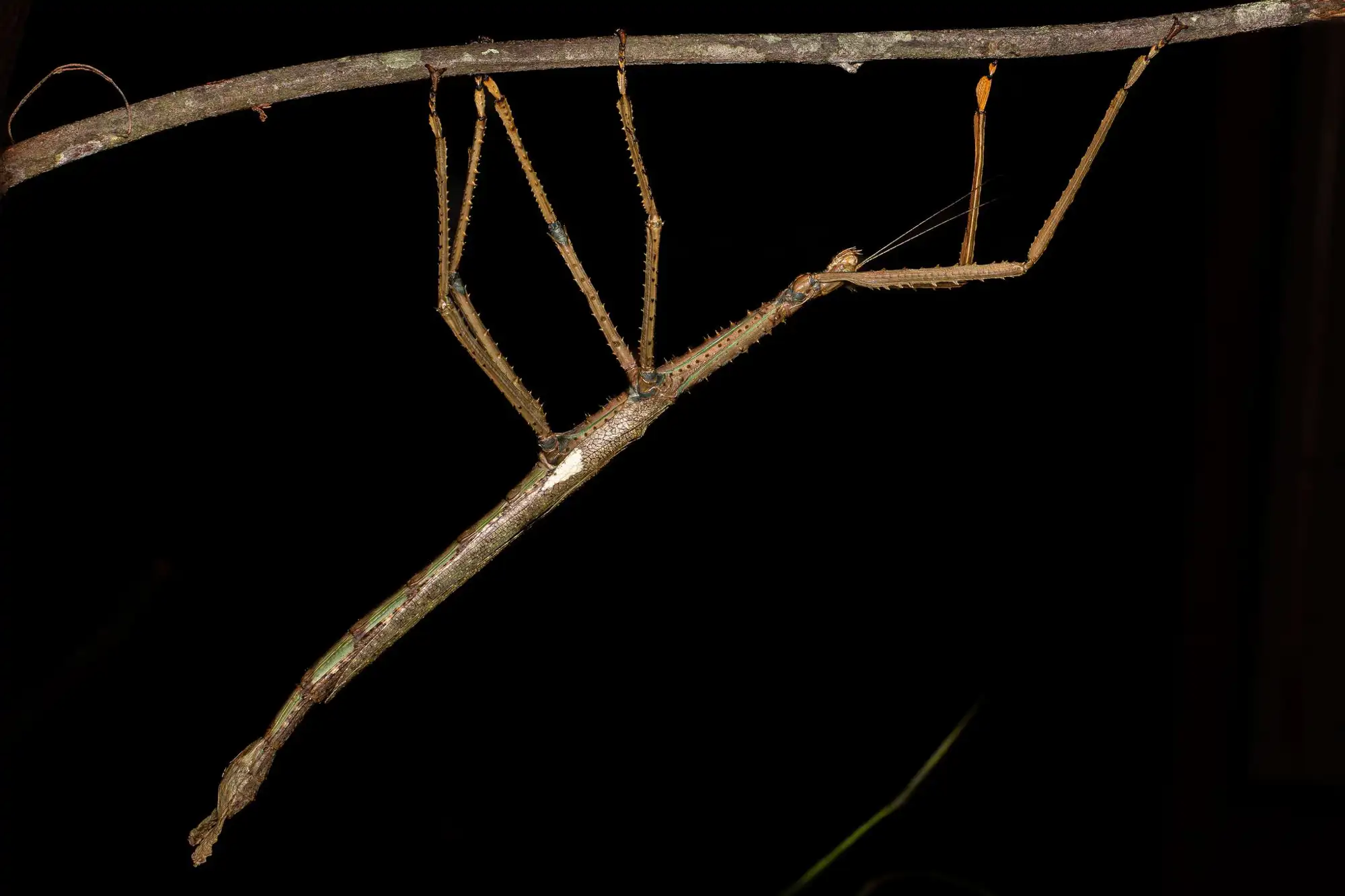 Las 7 fotos de la semana en National Geographic: el insecto palo ...