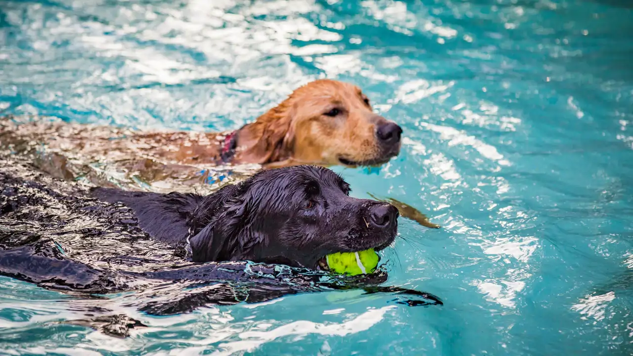 ¿Qué es el marimo y qué amenaza a estas extrañas pelotas de algas?