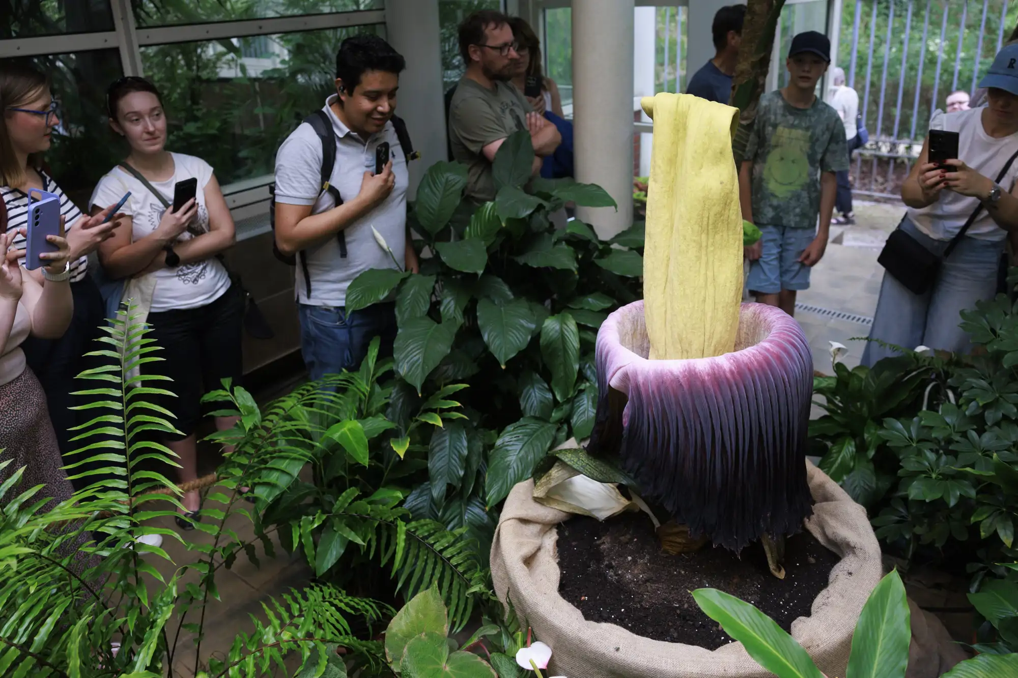 Tras 4 años, brota y se marchita una flor cadáver, la más grande y ...