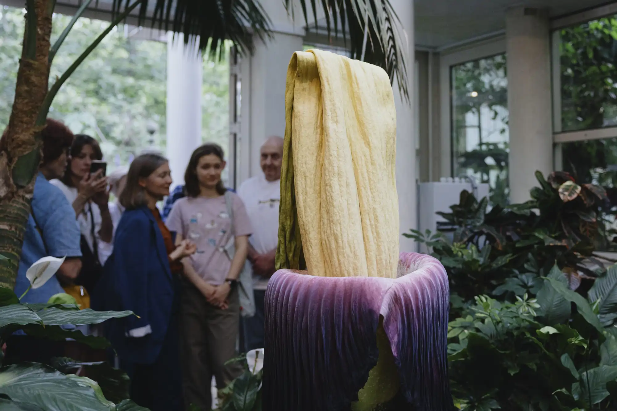 Tras 4 años, brota y se marchita una flor cadáver, la más grande y ...