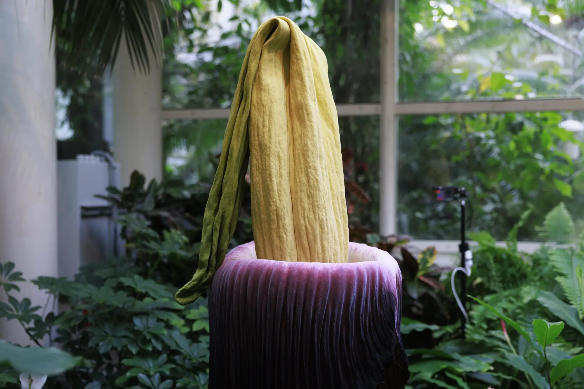 Tras 4 años, brota y se marchita una flor cadáver, la más grande y ...