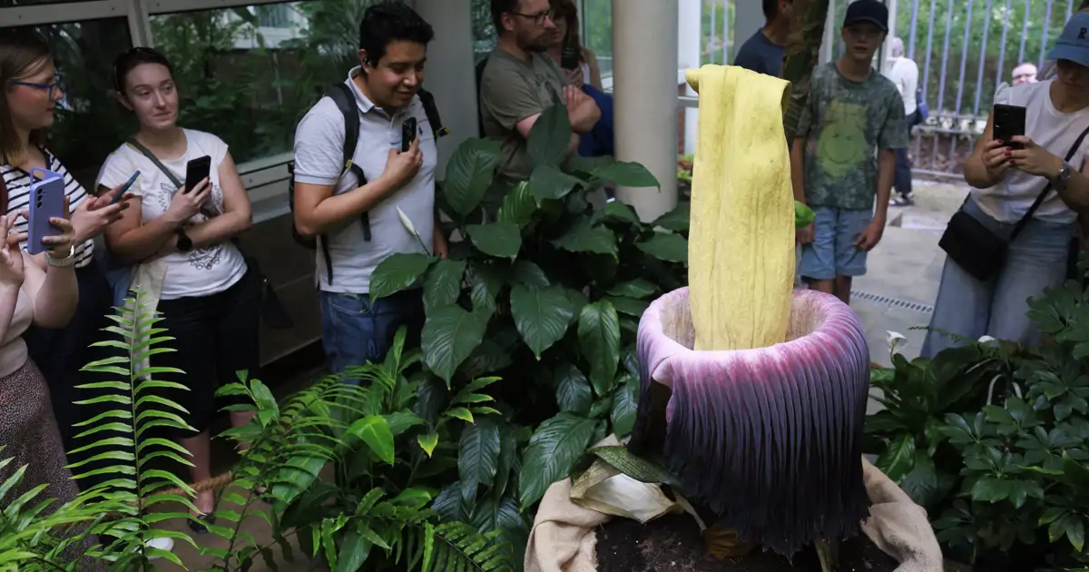 Tras 4 años, brota y se marchita una flor cadáver, la más grande y ...