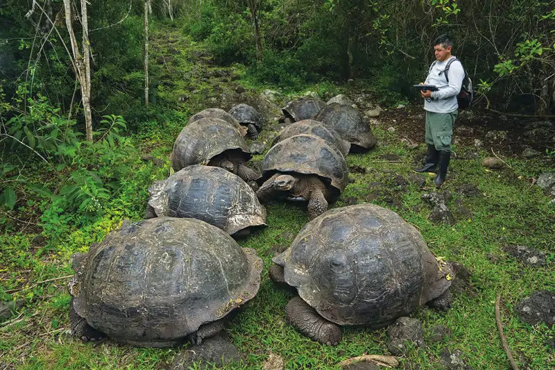 Las emblemáticas tortugas gigantes que inspiraron a Darwin ...