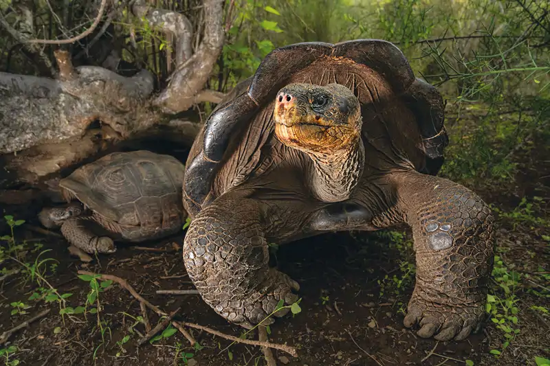 Las emblemáticas tortugas gigantes que inspiraron a Darwin ...