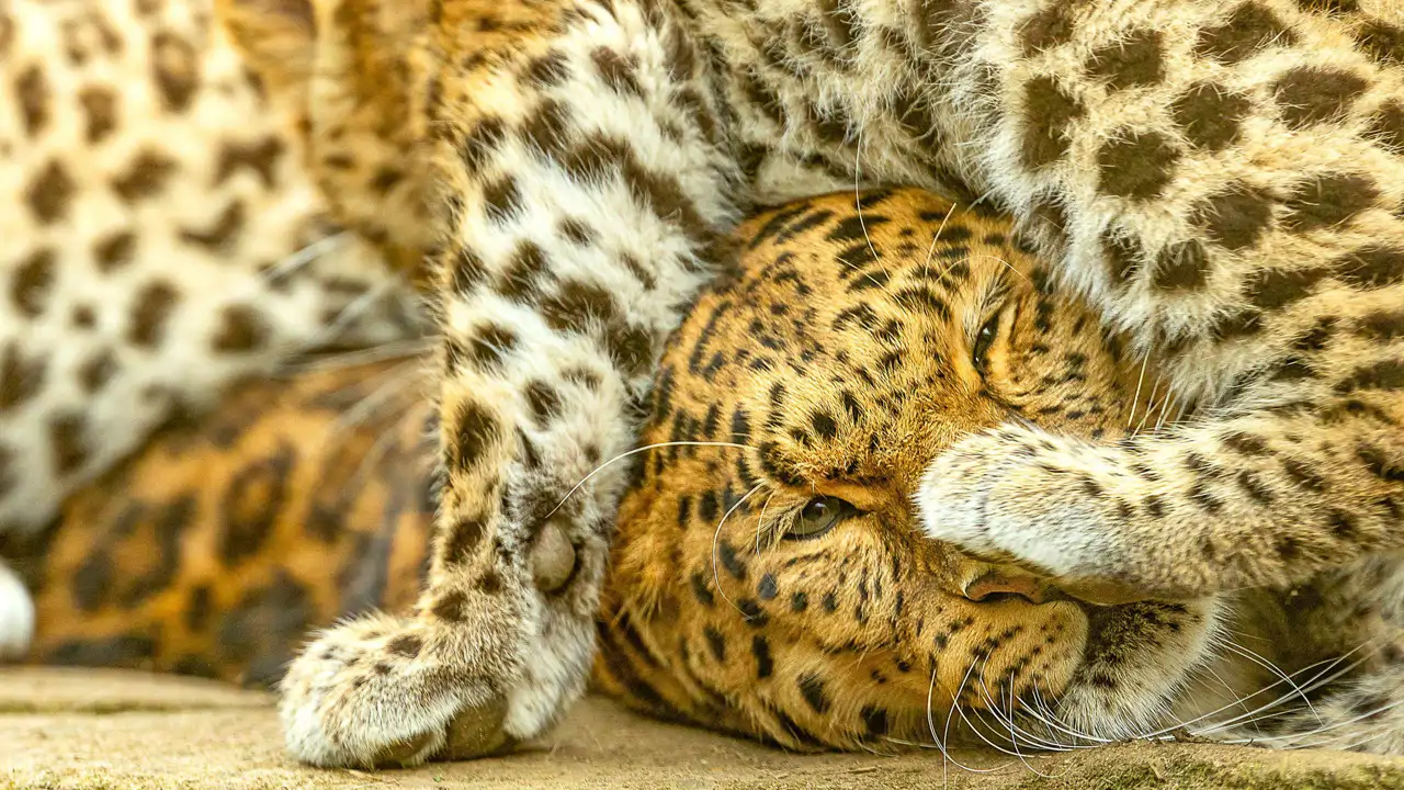 El 2024 en 20 magníficas fotografías publicadas en National Geographic