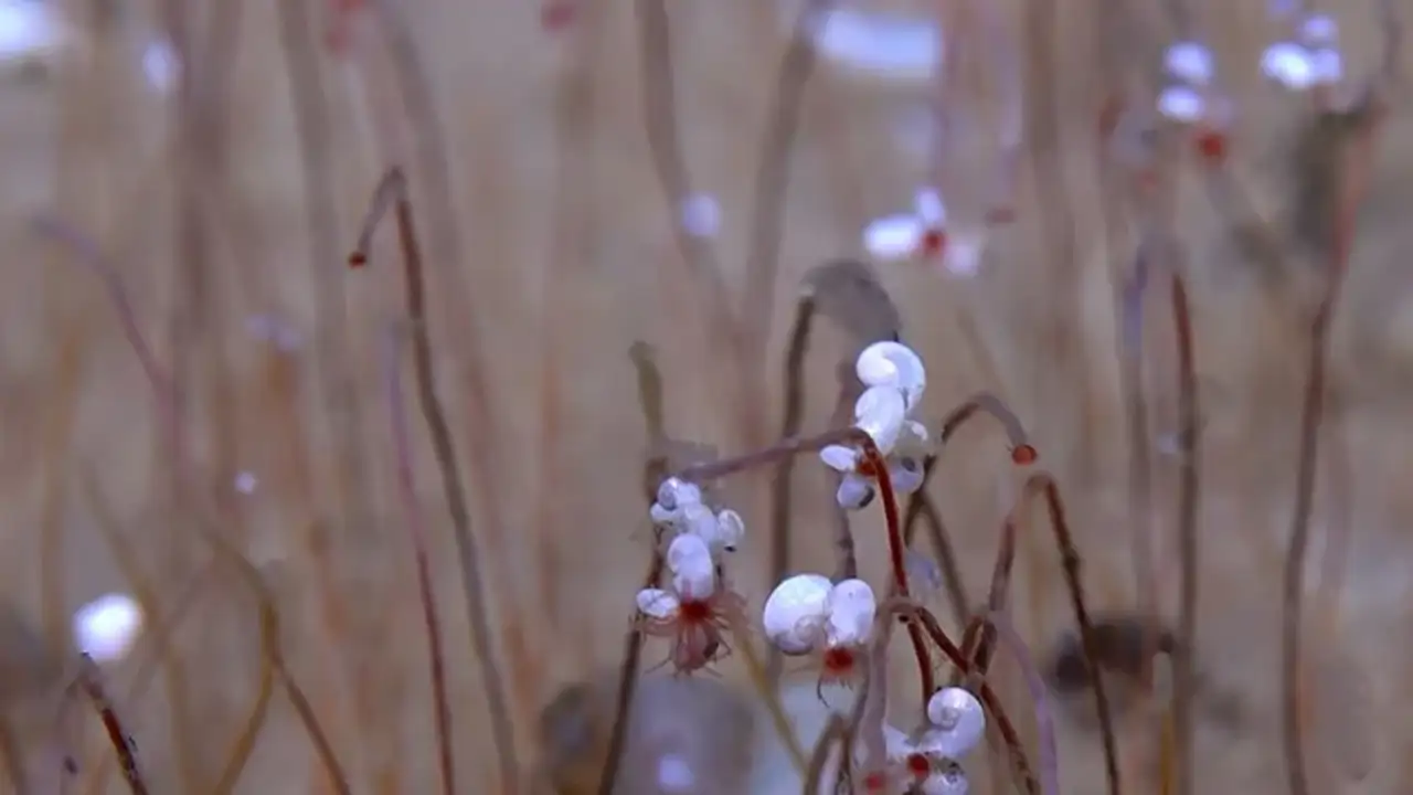 Captan por primera vez en vídeo a este raro calamar: habita a unos 3. ...