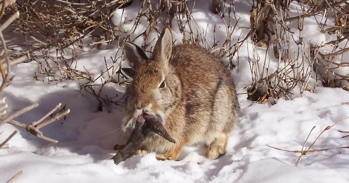 Matt convard dick leaked TikTok video from Matt Convard