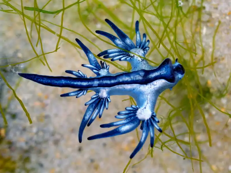 5 datos sobre el dragón azul que ha aparecido en las playas de España ...