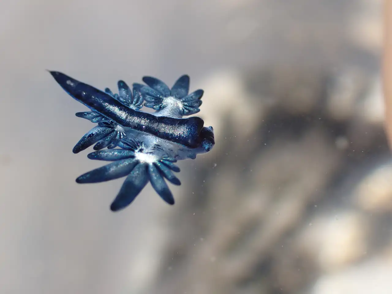 5 datos sobre el dragón azul que ha aparecido en las playas de España ...