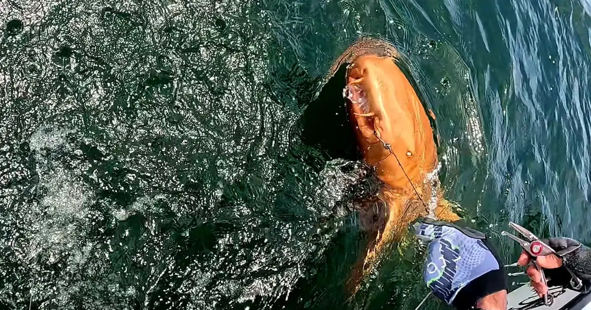 Hallan un extraño tiburón nodriza de color naranja en el Caribe: la ...