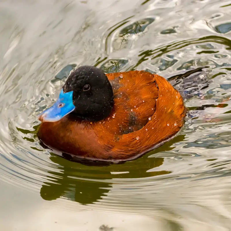 El curio, la misteriosa unidad que rinde homenaje a Marie Curie
