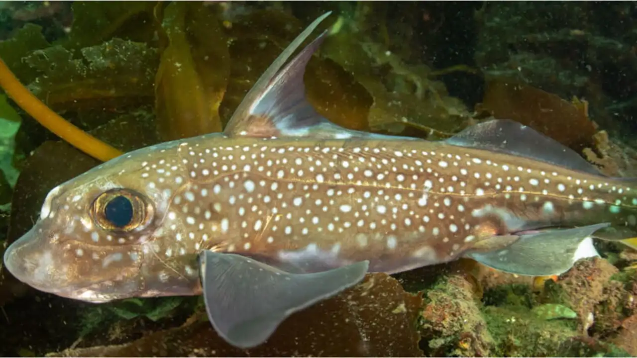 7 curiosidades sobre los manatíes