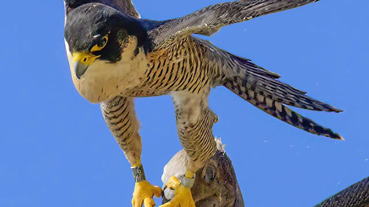 Sorprendentes imágenes de una tribu que vive aislada en la selva del ...